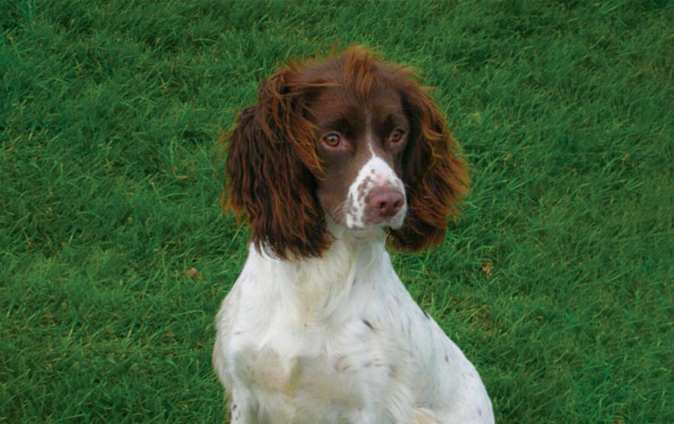 Feedback | Mordor Gundogs