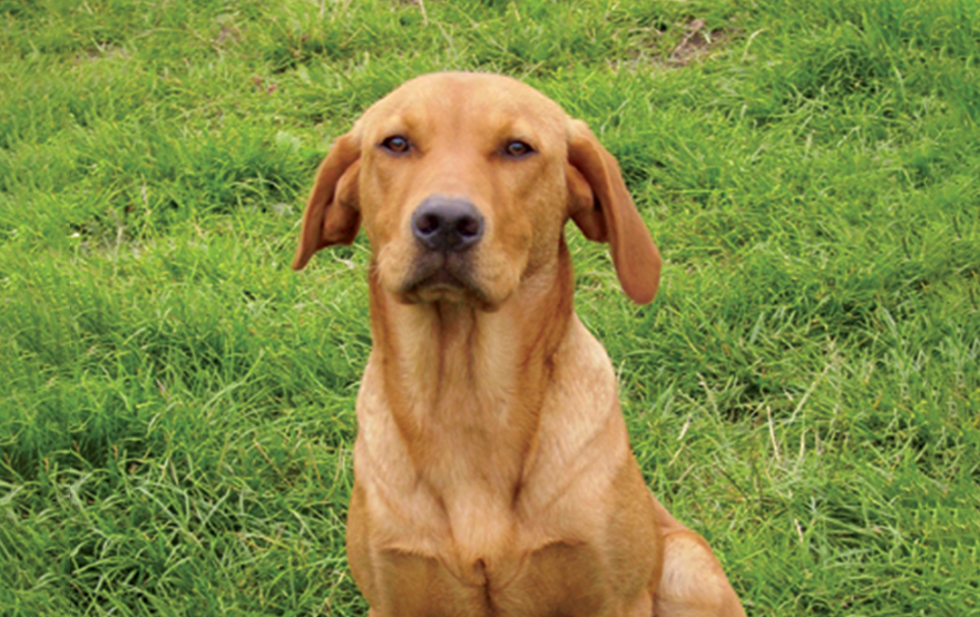 Feedback | Mordor Gundogs